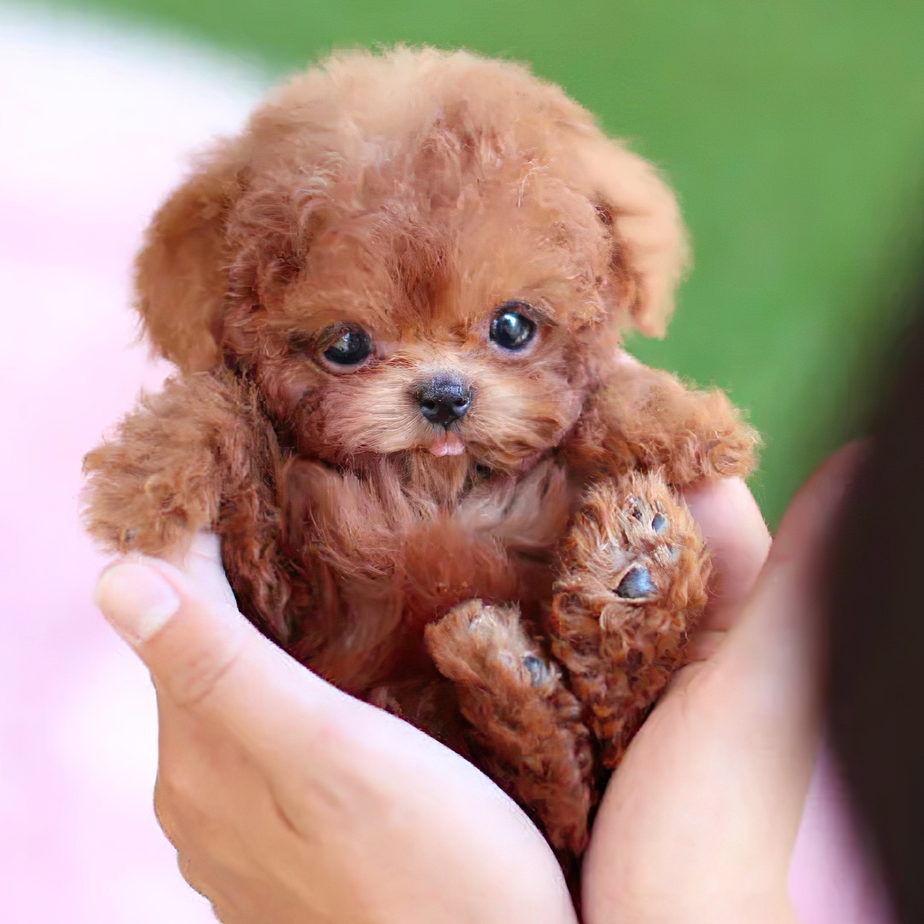 Smart Interactive Puppy with Sound Sensor – for Fun Learning – Kidiora